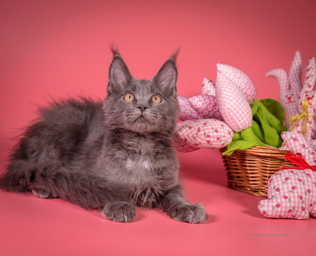 Diana Kremezniki - Mega Coons Cattery