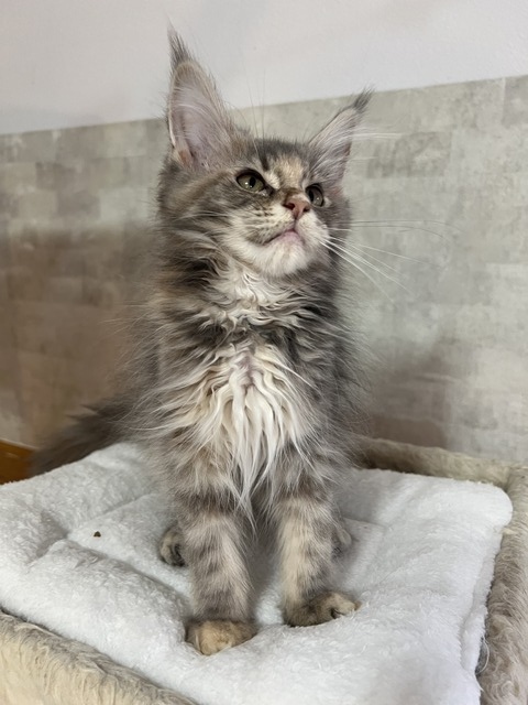 Ca3/Available For Sale | Mega Coons