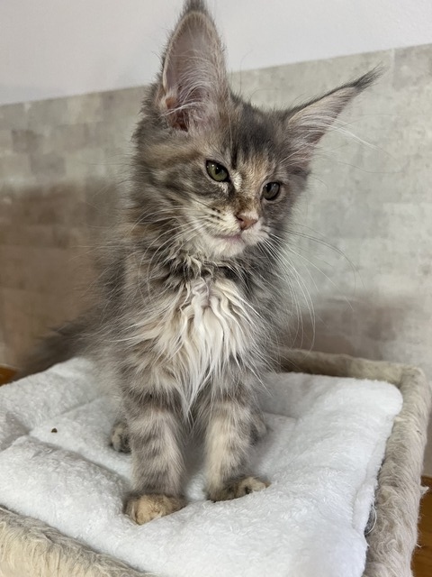 Ca3/Available For Sale | Mega Coons