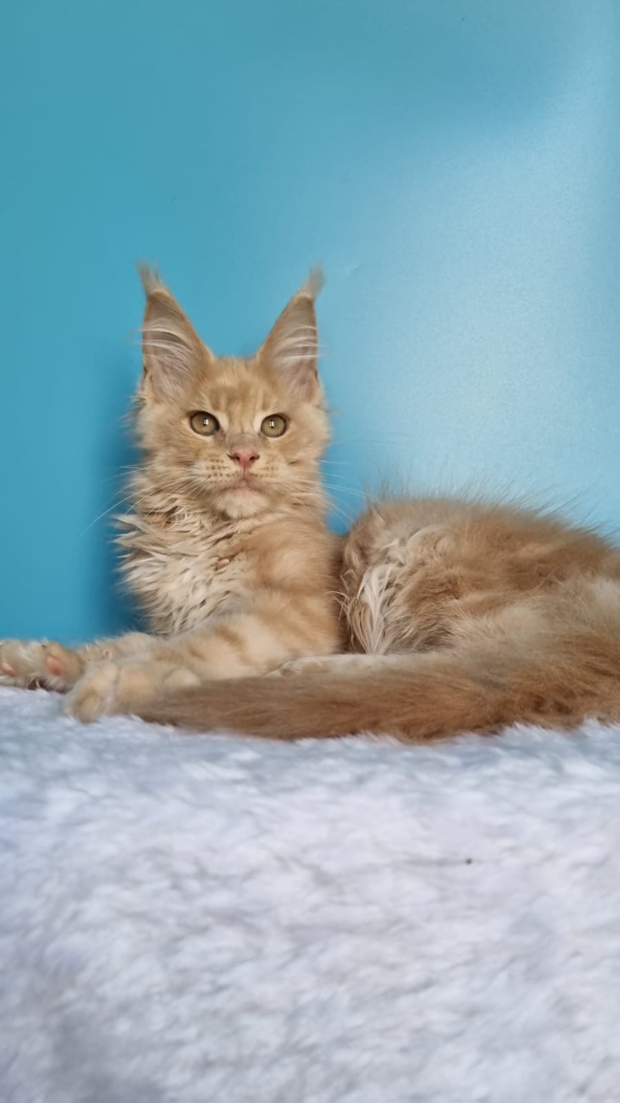 Gerc, MCO E, Male For Sale | Mega Coons