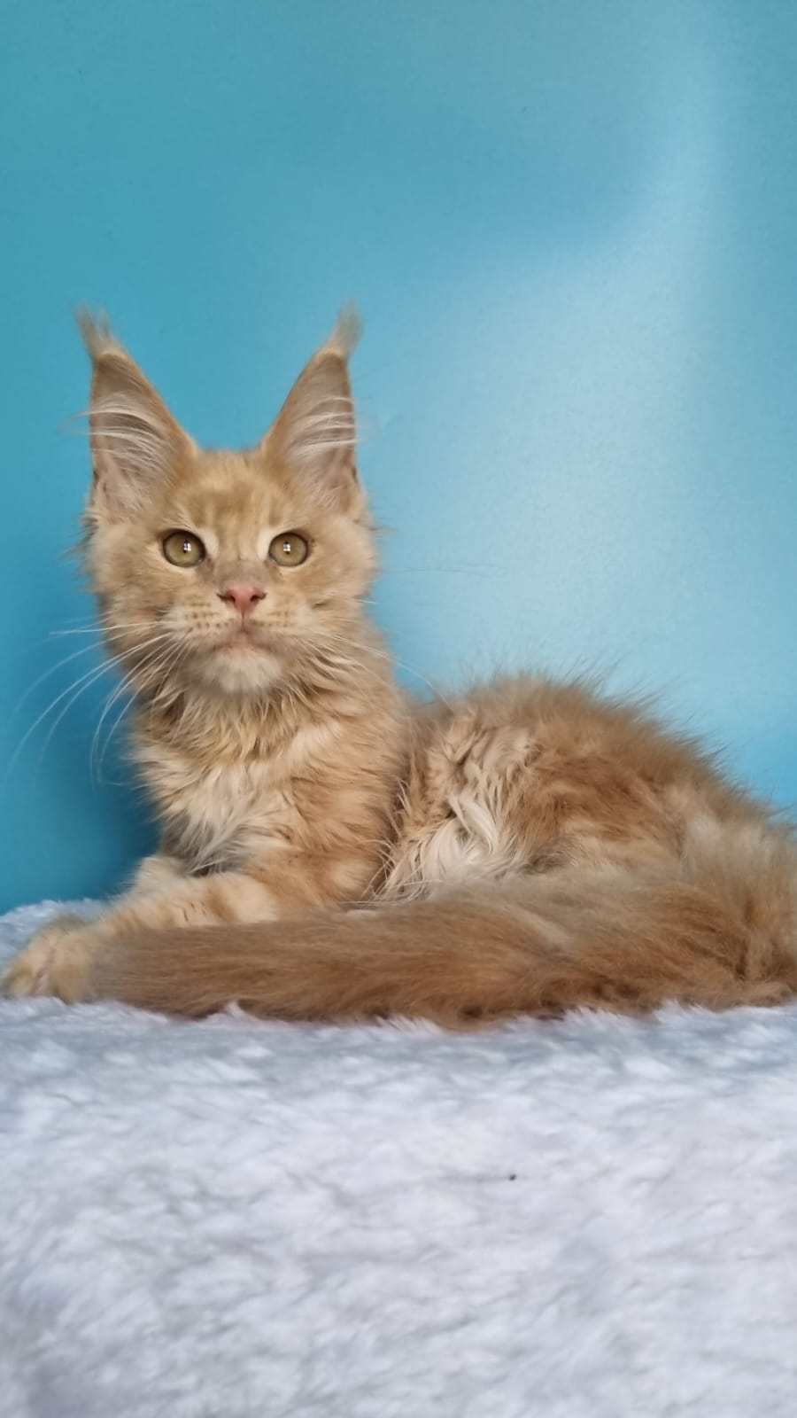 Gerc, MCO E, Male For Sale | Mega Coons