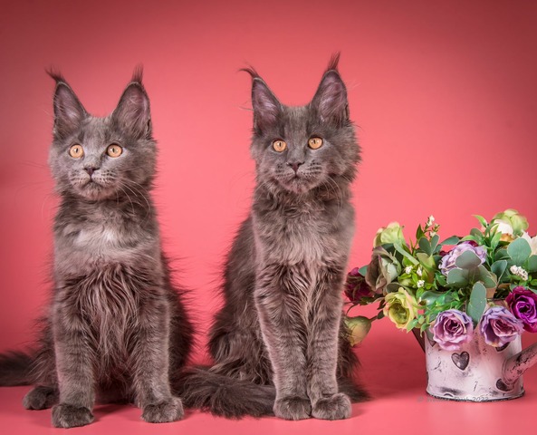 KITTENS Pick Up Today - Mega Coons Cattery