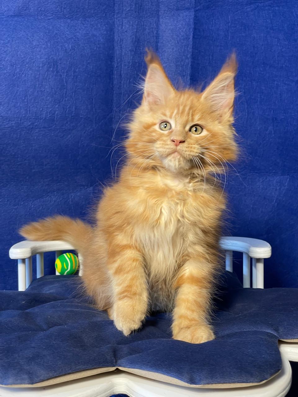 Baring Red Tabby Male/ Reserved - Mega Coons Cattery