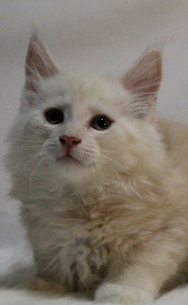 Cinnamon Cream Maine Coon Kitten For Sale Male/ Reserved For Shannon ...