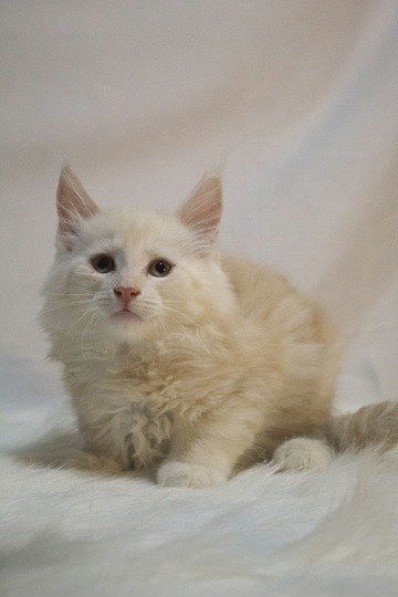 Cinnamon Cream Maine Coon Kitten For Sale Male/ Reserved For Shannon ...