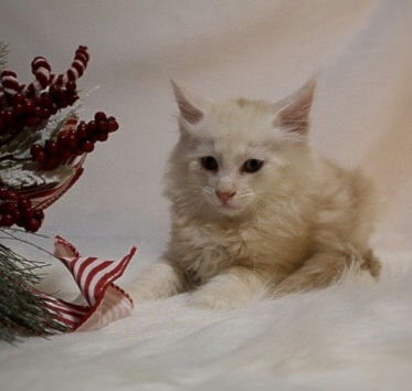 Cinnamon Cream Maine Coon Kitten For Sale Male/ Reserved For Shannon ...