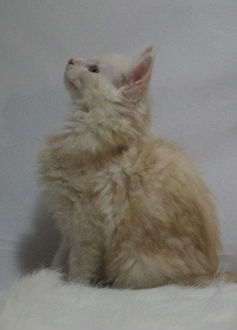 Cinnamon Cream Maine Coon Kitten For Sale Male/ Reserved For Shannon ...